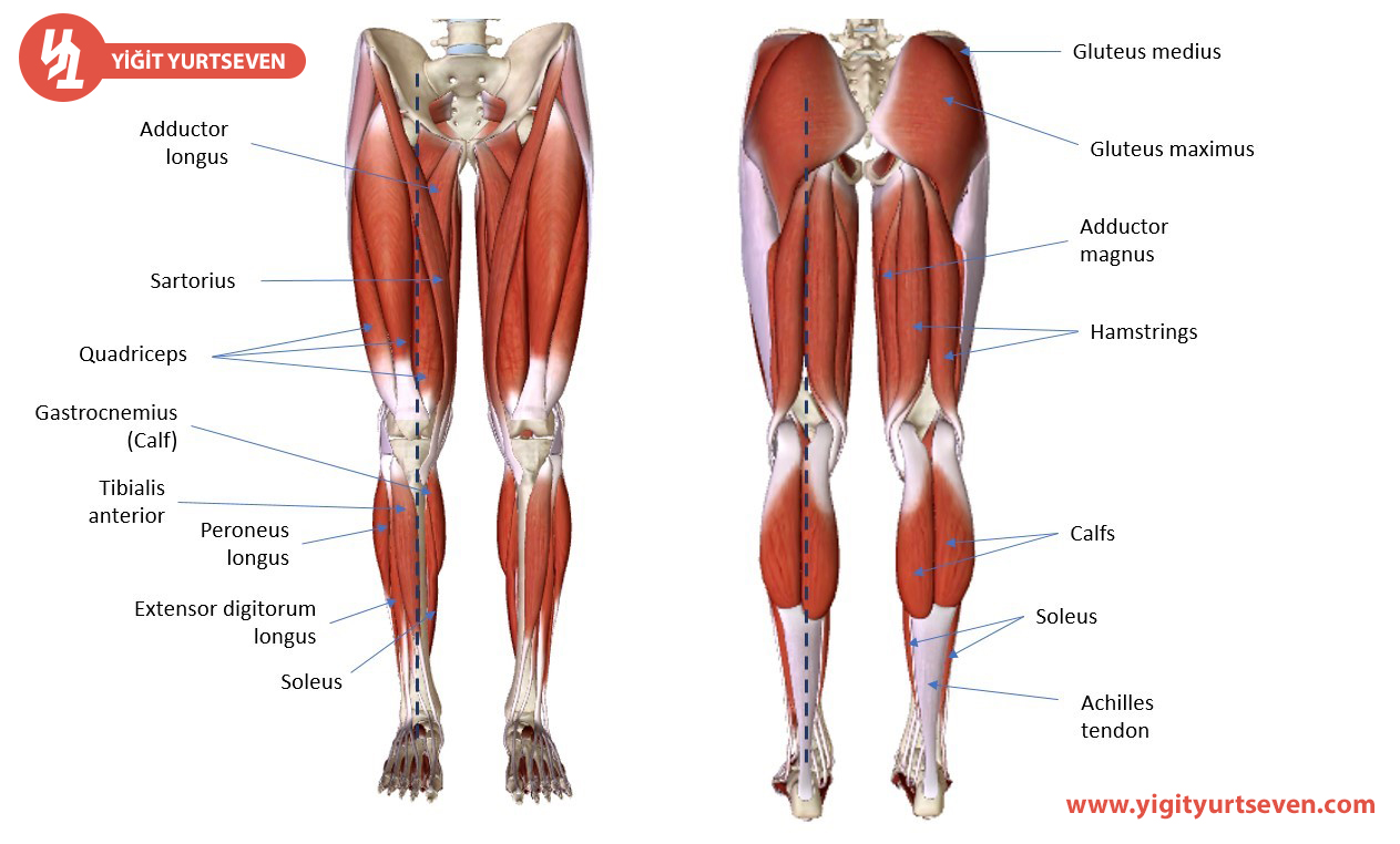 Kalça Bacak Hareketleri - Kalça Bacak Antrenmanı - Yiğit Yurtseven